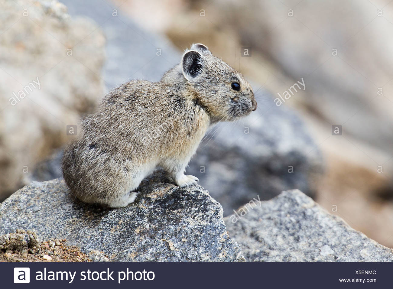 Pikas Stock Photos & Pikas Stock Images - Alamy