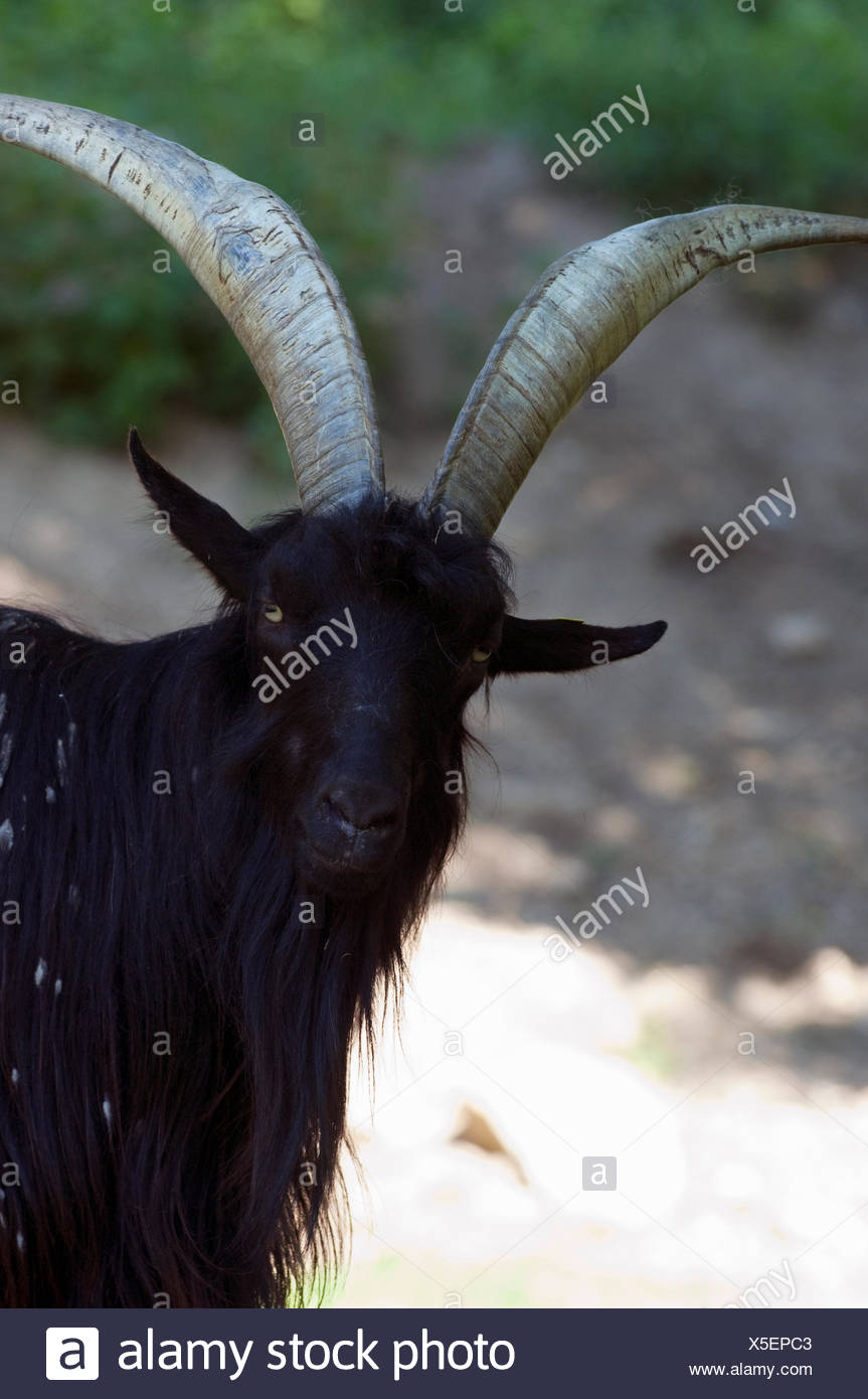 Black Goat High Resolution Stock Photography and Images - Alamy