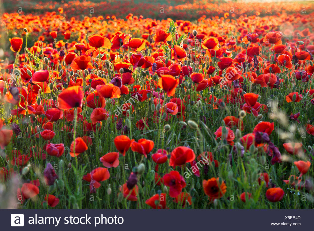 Poppy Fields High Resolution Stock Photography and Images - Alamy