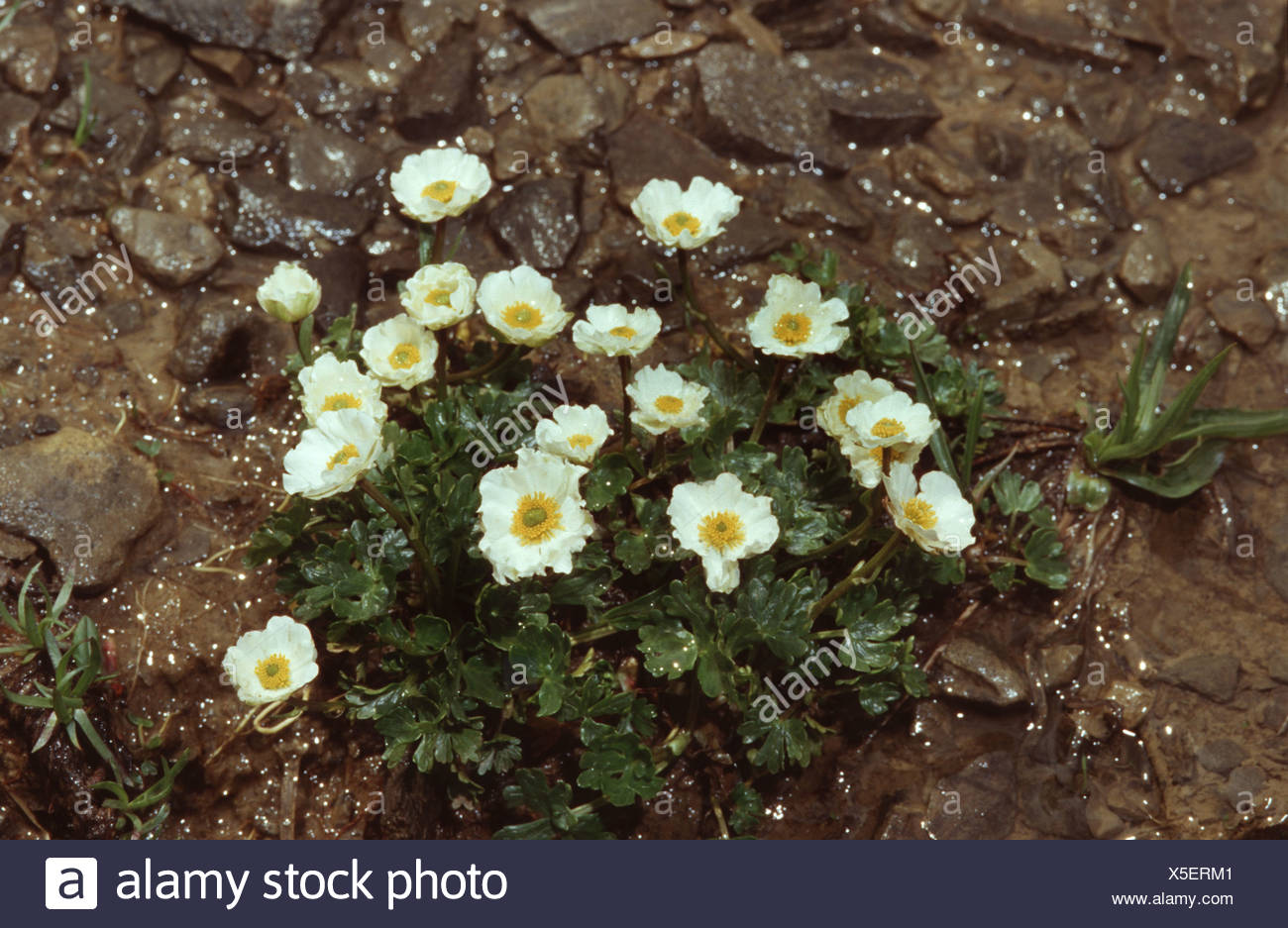 Alpine Buttercup Ranunculus Alpestris Stock Photos & Alpine Buttercup ...