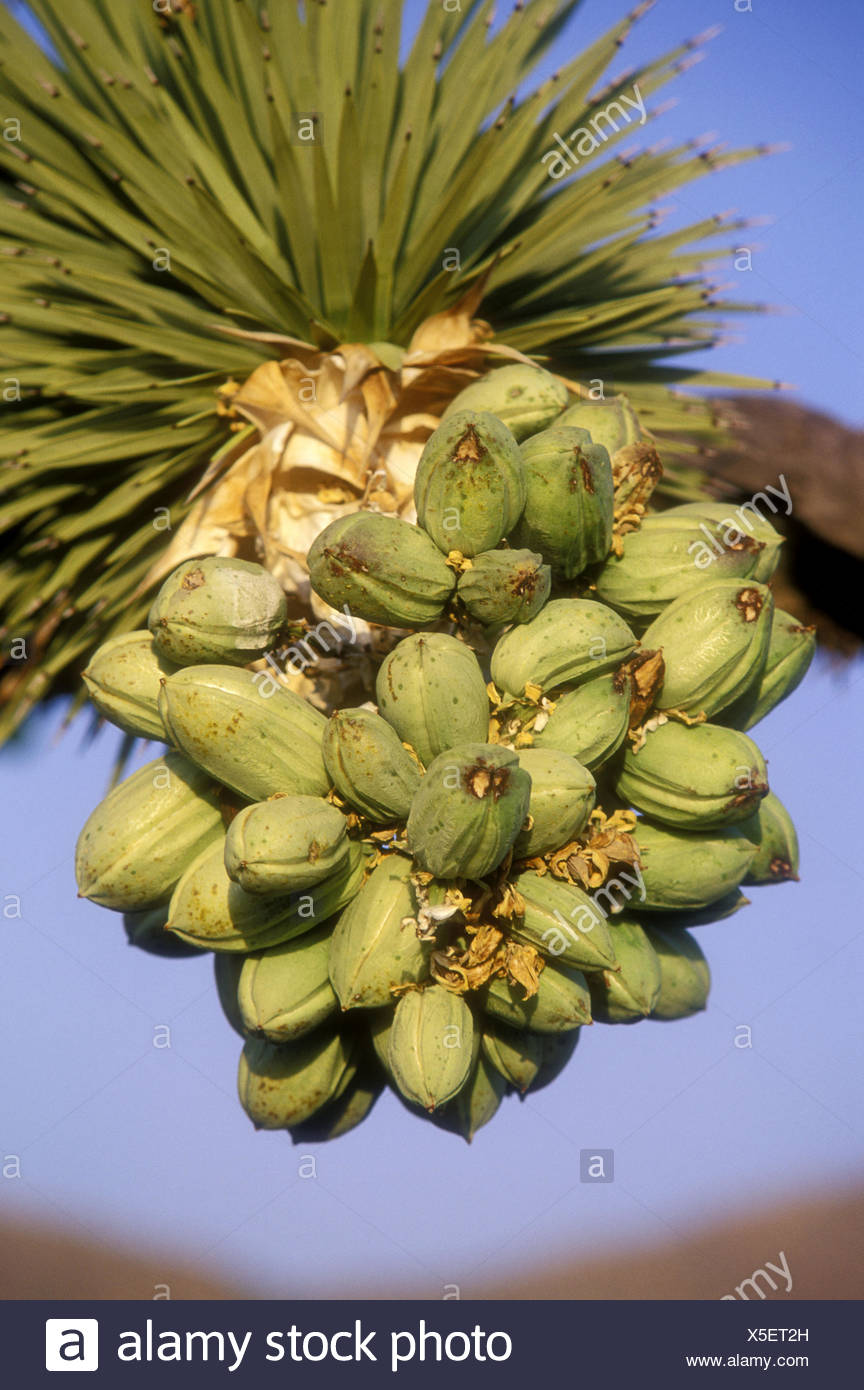 Tree Pods Stock Photos & Tree Pods Stock Images - Alamy