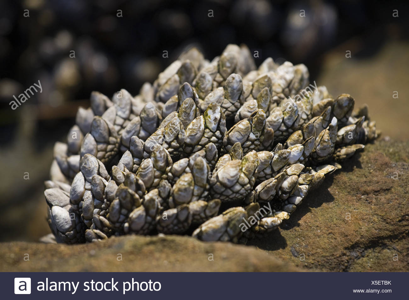 Pollicipes High Resolution Stock Photography and Images - Alamy