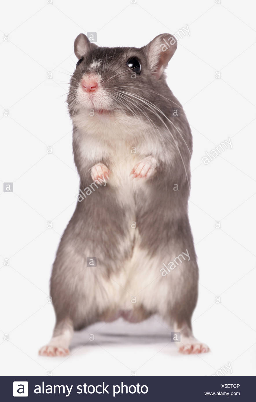 Domestic Gerbil High Resolution Stock Photography and Images - Alamy