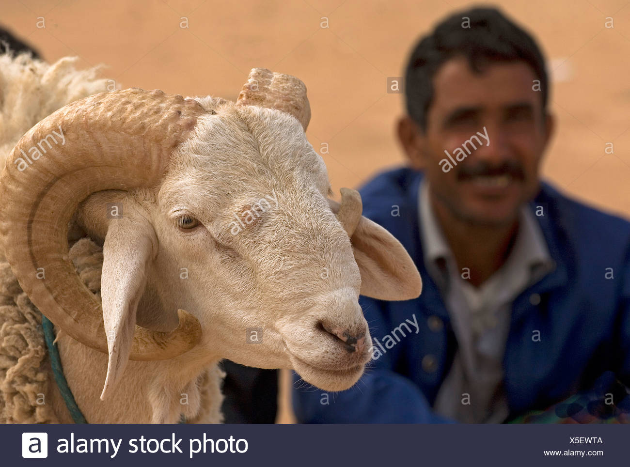 Man With Sheep High Resolution Stock Photography and Images - Alamy