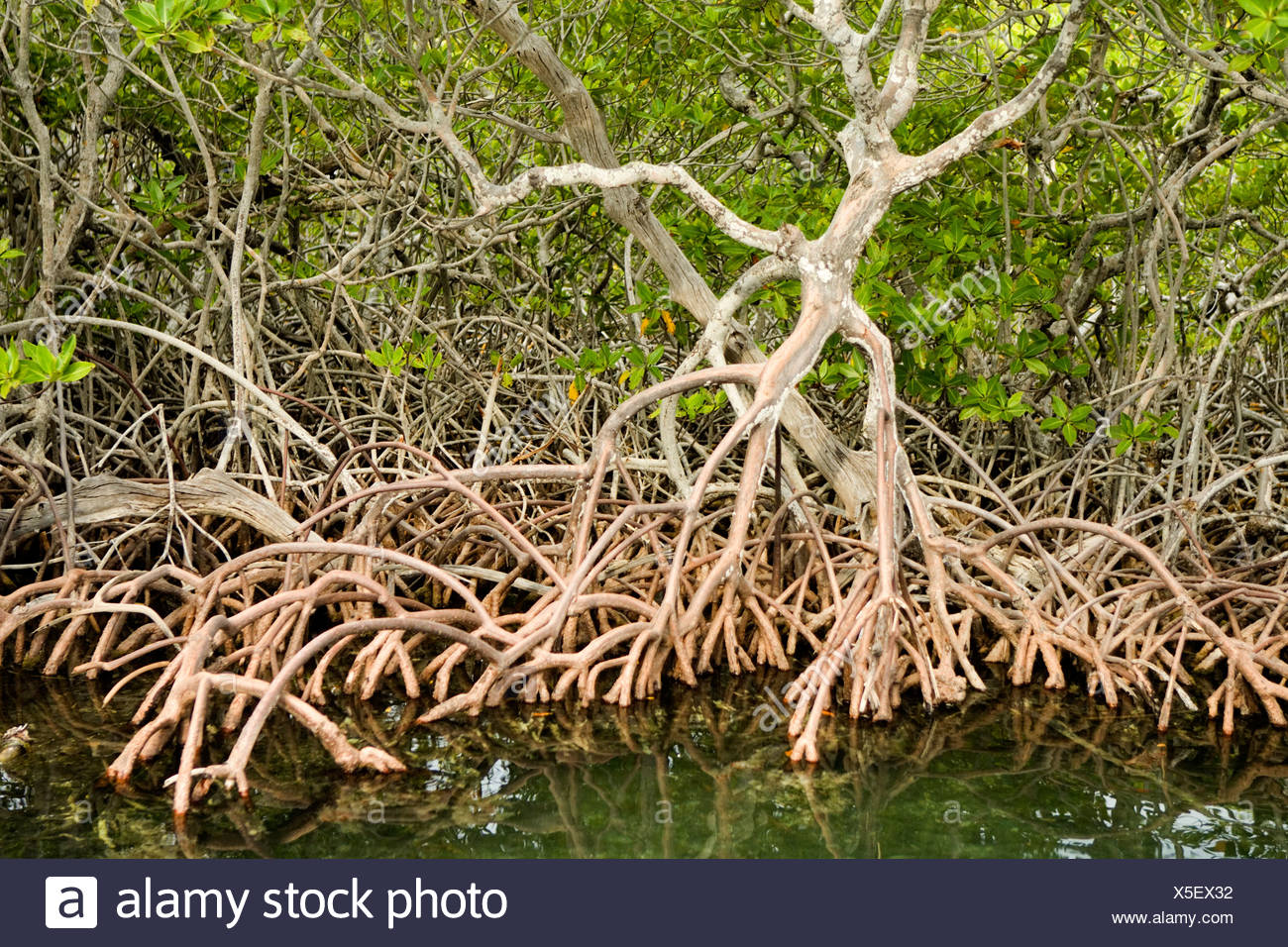 Mangle Stock Photos & Mangle Stock Images - Alamy