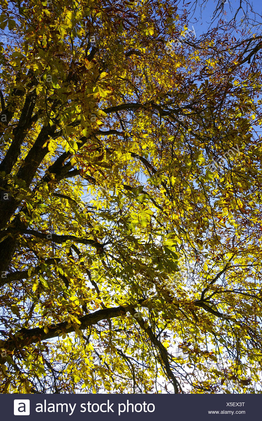 Kastanienbaum High Resolution Stock Photography and Images - Alamy