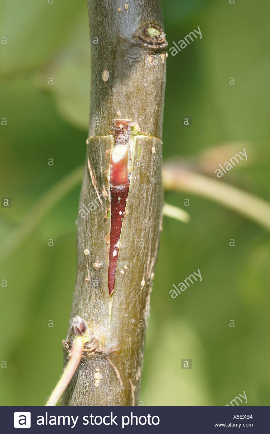 Apple Trees Budding High Resolution Stock Photography and Images - Alamy
