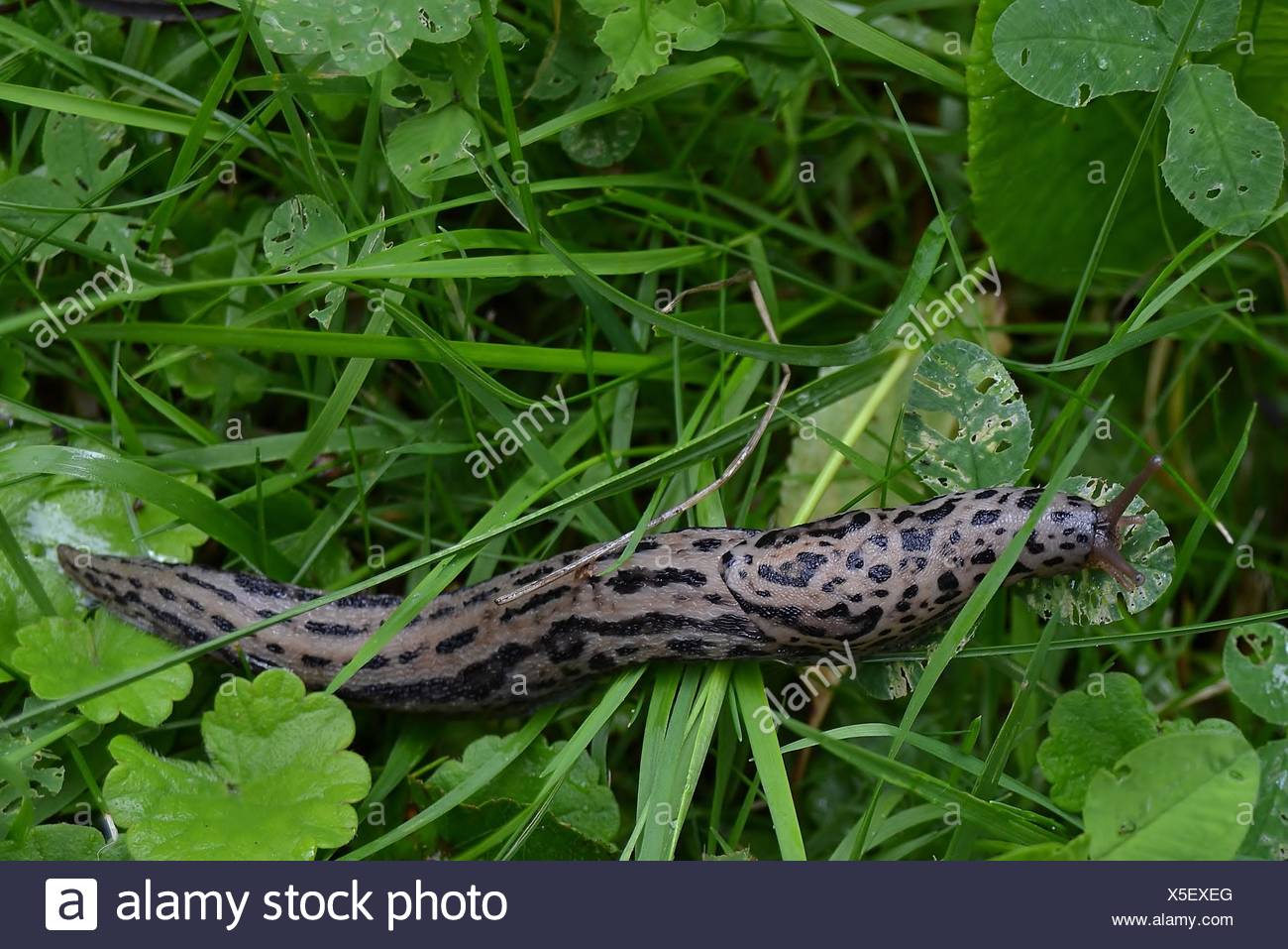 Tiger Slug Stock Photos & Tiger Slug Stock Images - Alamy