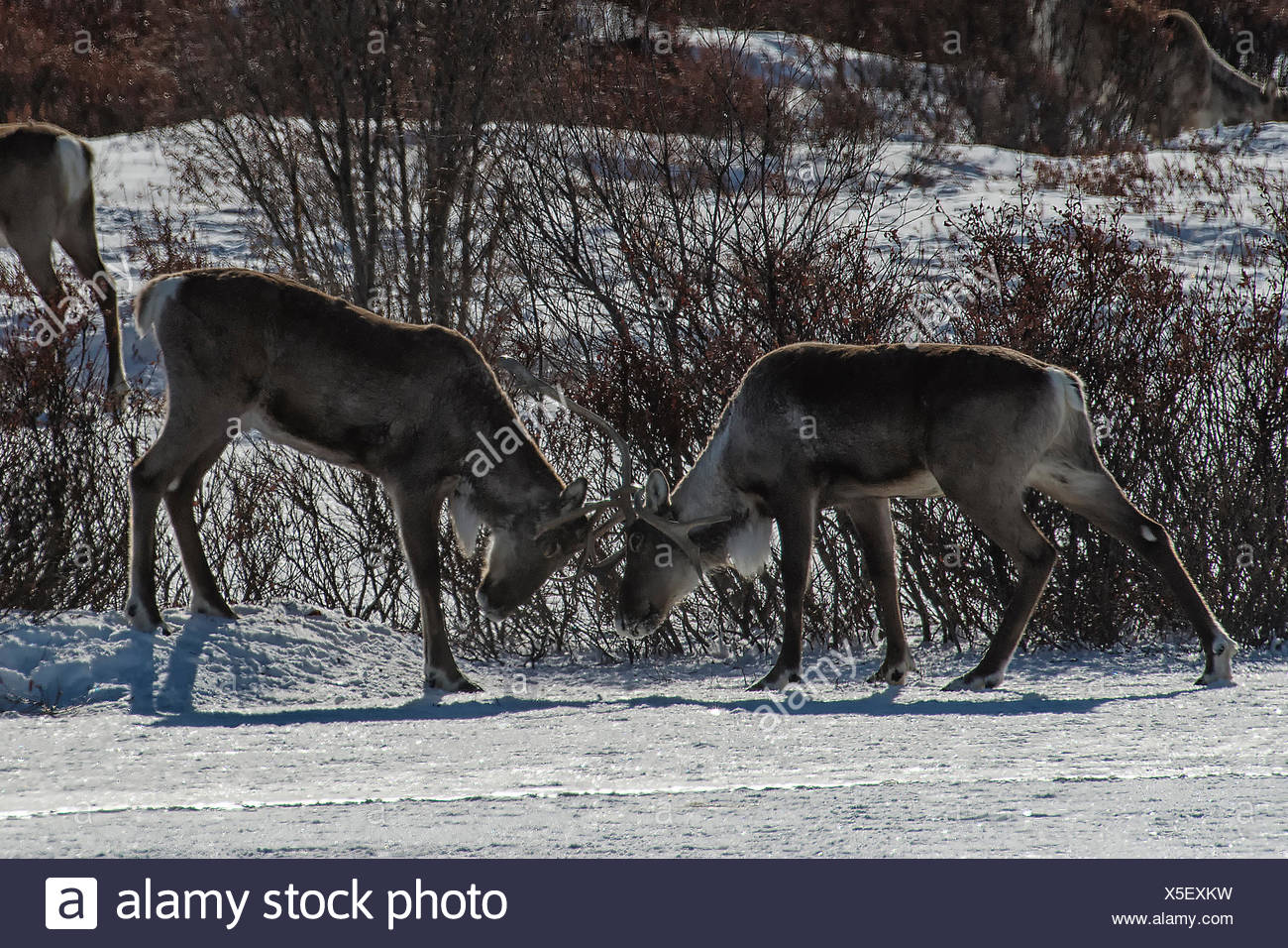 Barren Ground Caribou Stock Photos & Barren Ground Caribou Stock Images ...