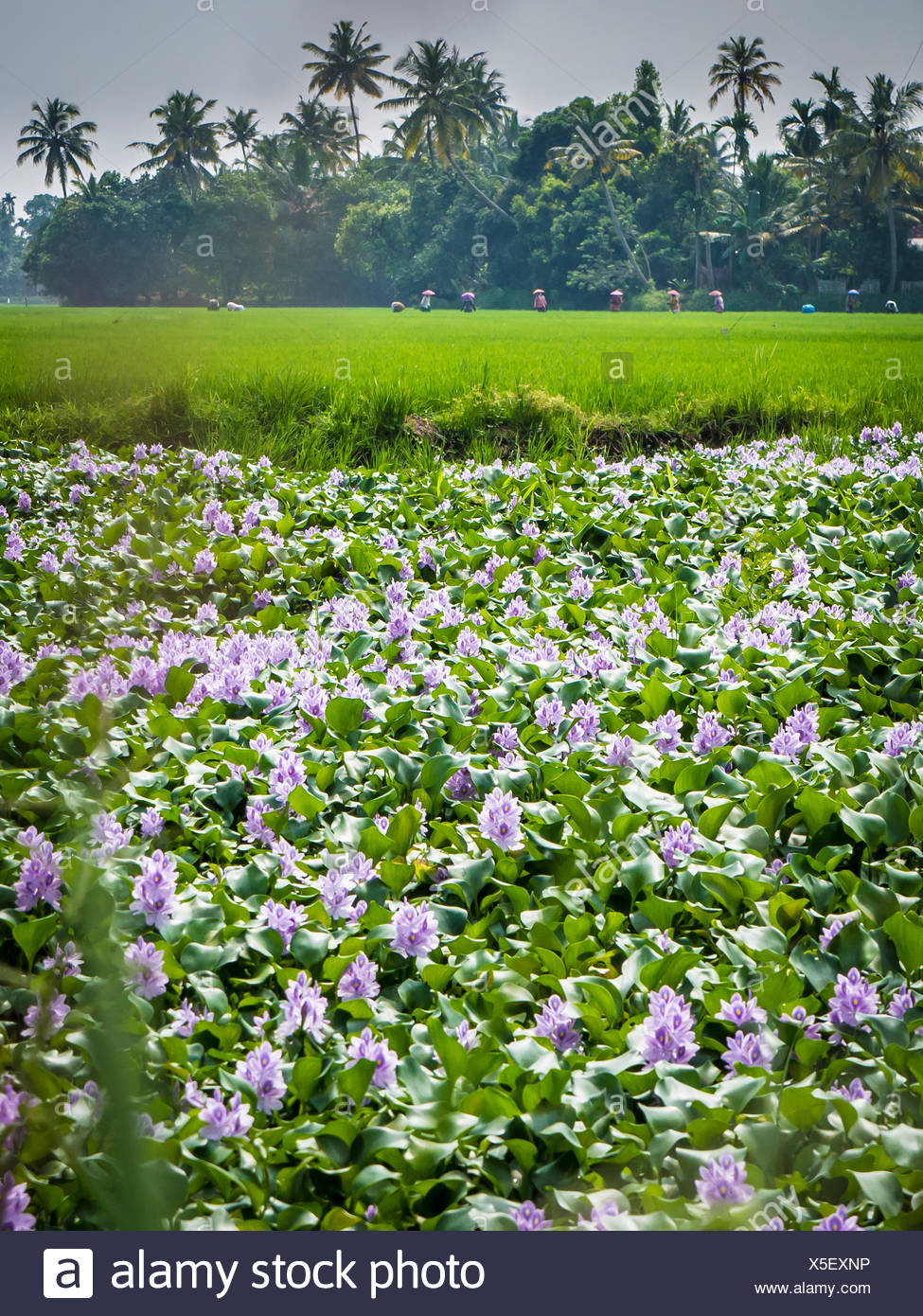 Kerala Paddy Fields High Resolution Stock Photography and Images - Alamy