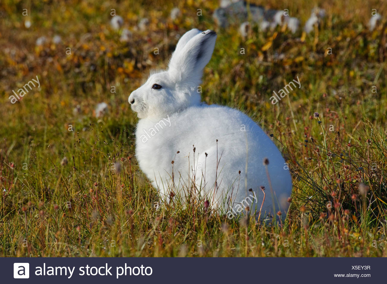 Polar Hare High Resolution Stock Photography and Images - Alamy