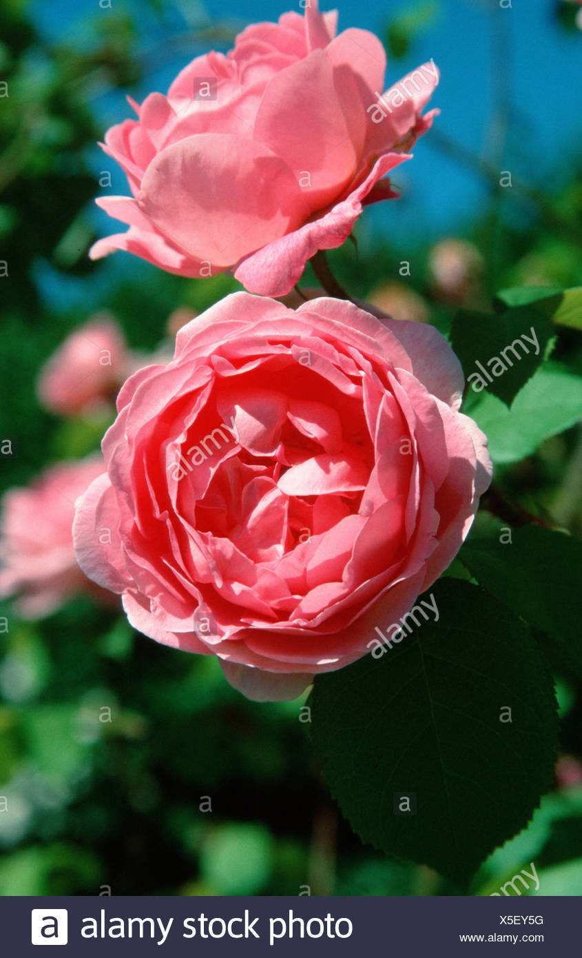 English Rose High Resolution Stock Photography and Images - Alamy