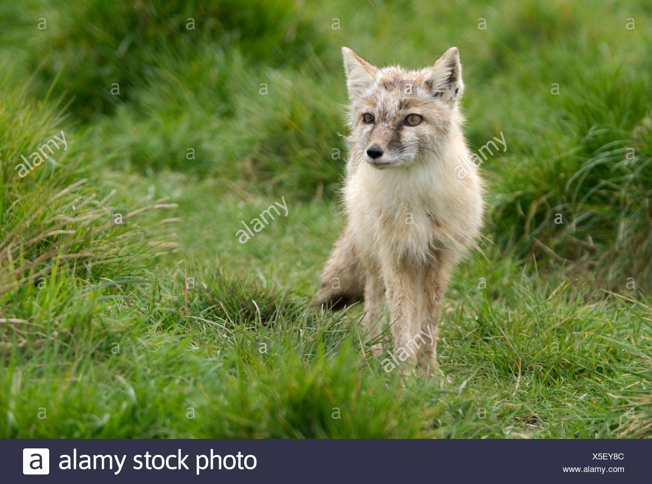 Steppe Fox High Resolution Stock Photography and Images - Alamy
