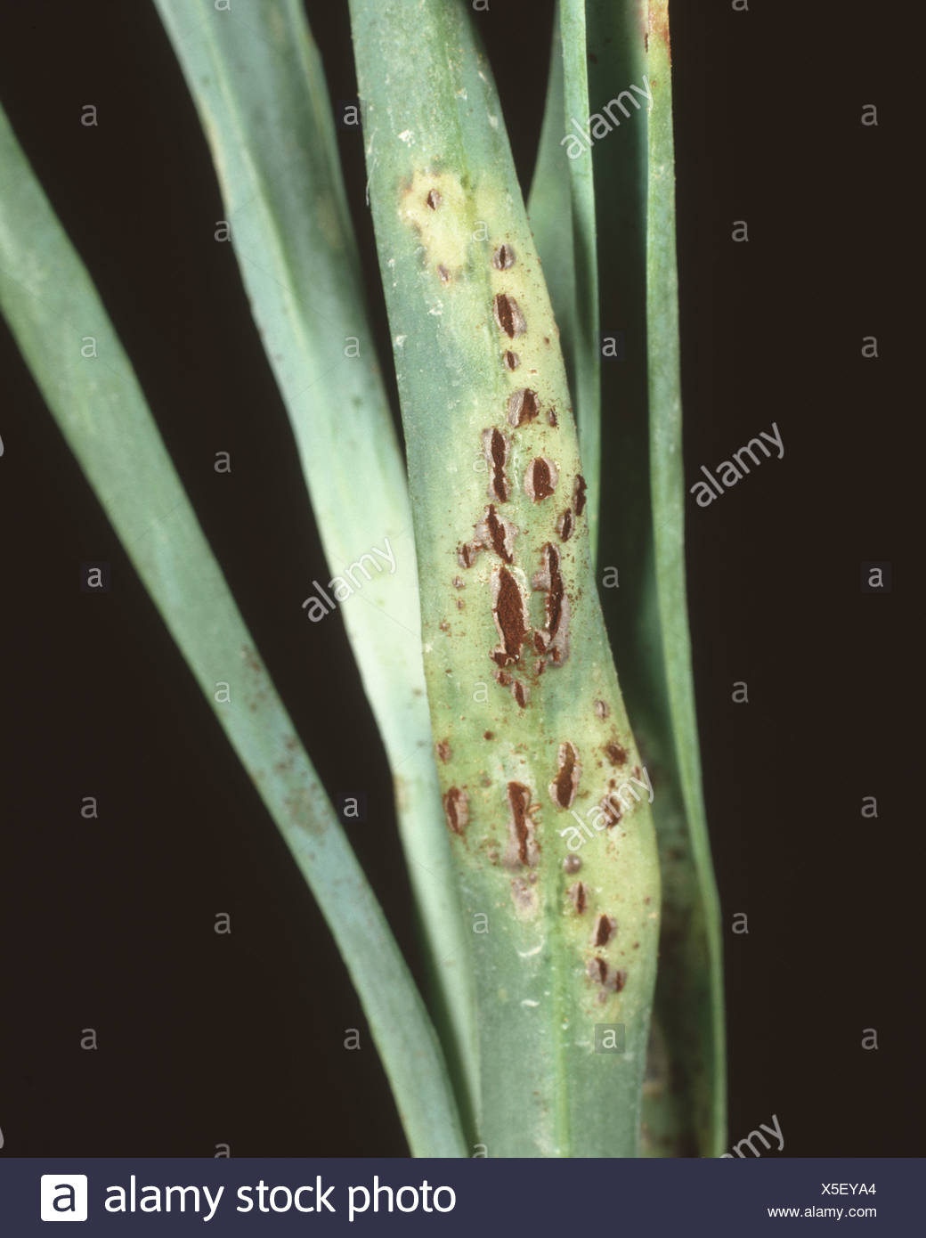 Carnation Fungus High Resolution Stock Photography and Images - Alamy