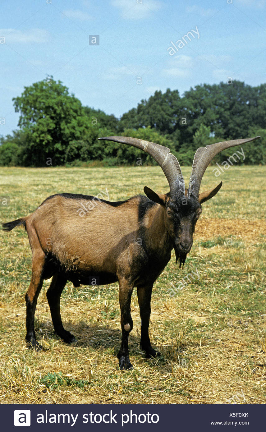Chamois Coloured Goat High Resolution Stock Photography and Images - Alamy