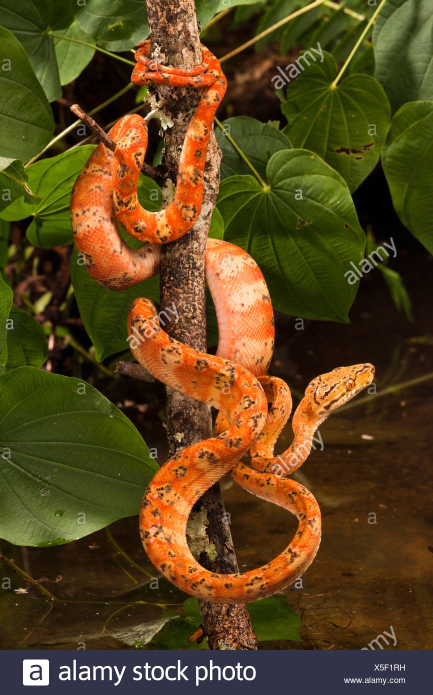 American Snakes High Resolution Stock Photography and Images - Alamy