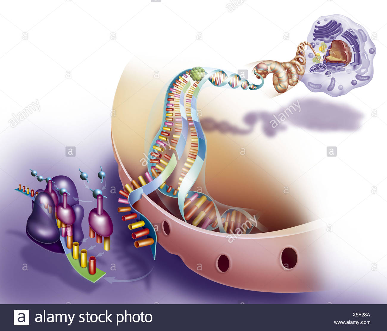 Mrna Translation High Resolution Stock Photography and Images - Alamy