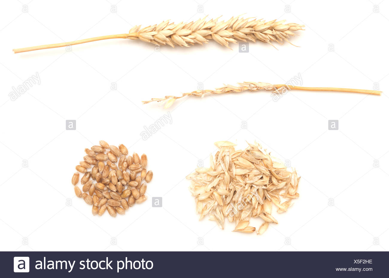 Glume Stock Photos & Glume Stock Images - Alamy