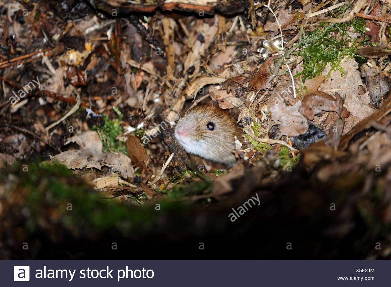 Field Mice High Resolution Stock Photography and Images - Alamy