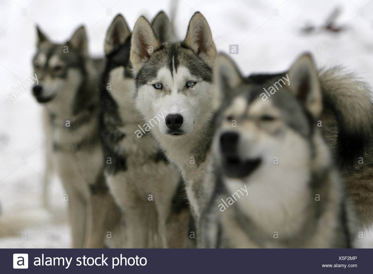 Pack Of Dogs Stock Photos & Pack Of Dogs Stock Images - Alamy
