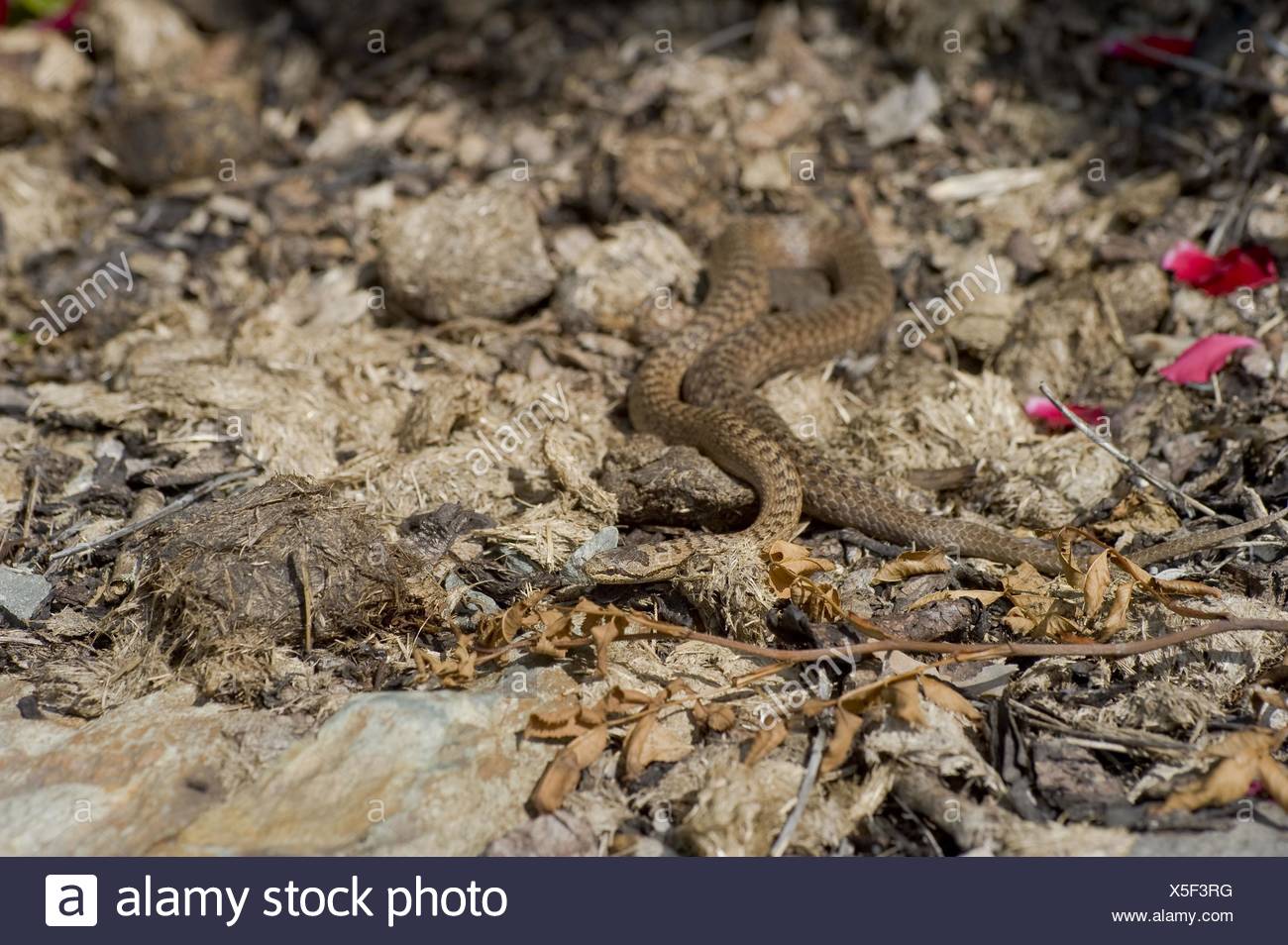Snake Smooth Snake High Resolution Stock Photography and Images - Alamy