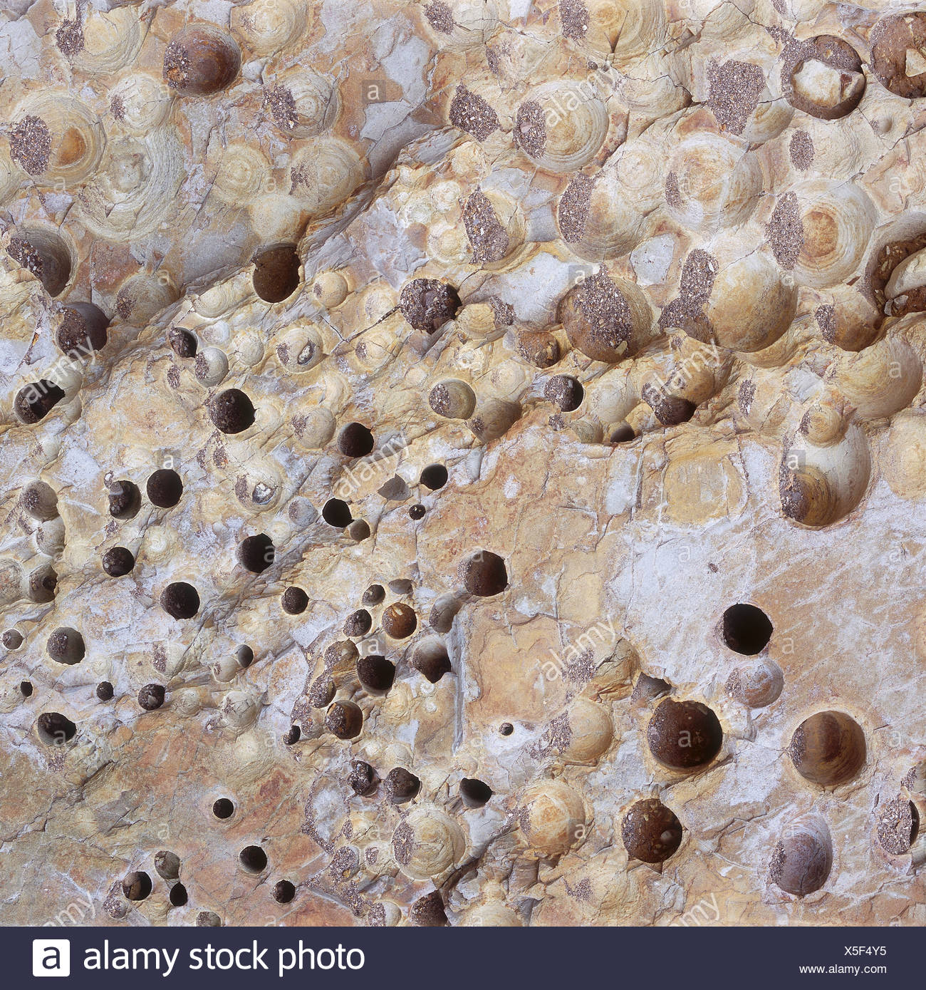 Rock With Embedded Stones High Resolution Stock Photography and Images ...