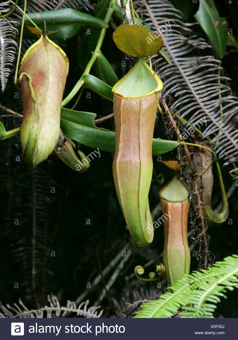 Nepenthes Gracilis High Resolution Stock Photography and Images - Alamy