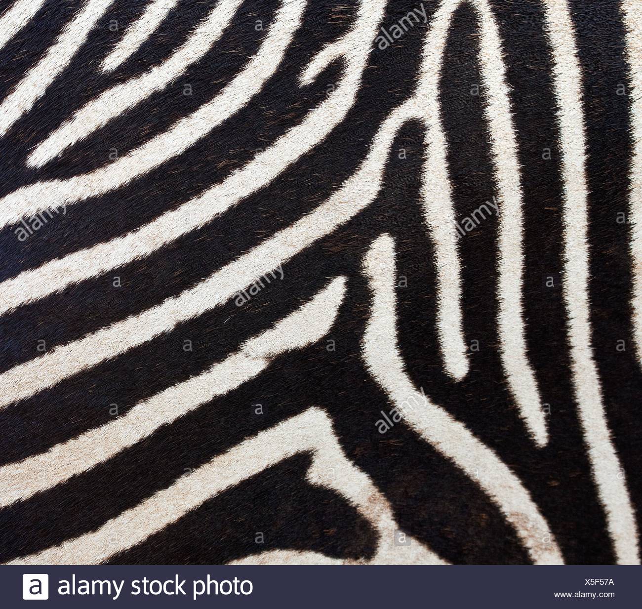 Zebra Skin High Resolution Stock Photography and Images - Alamy