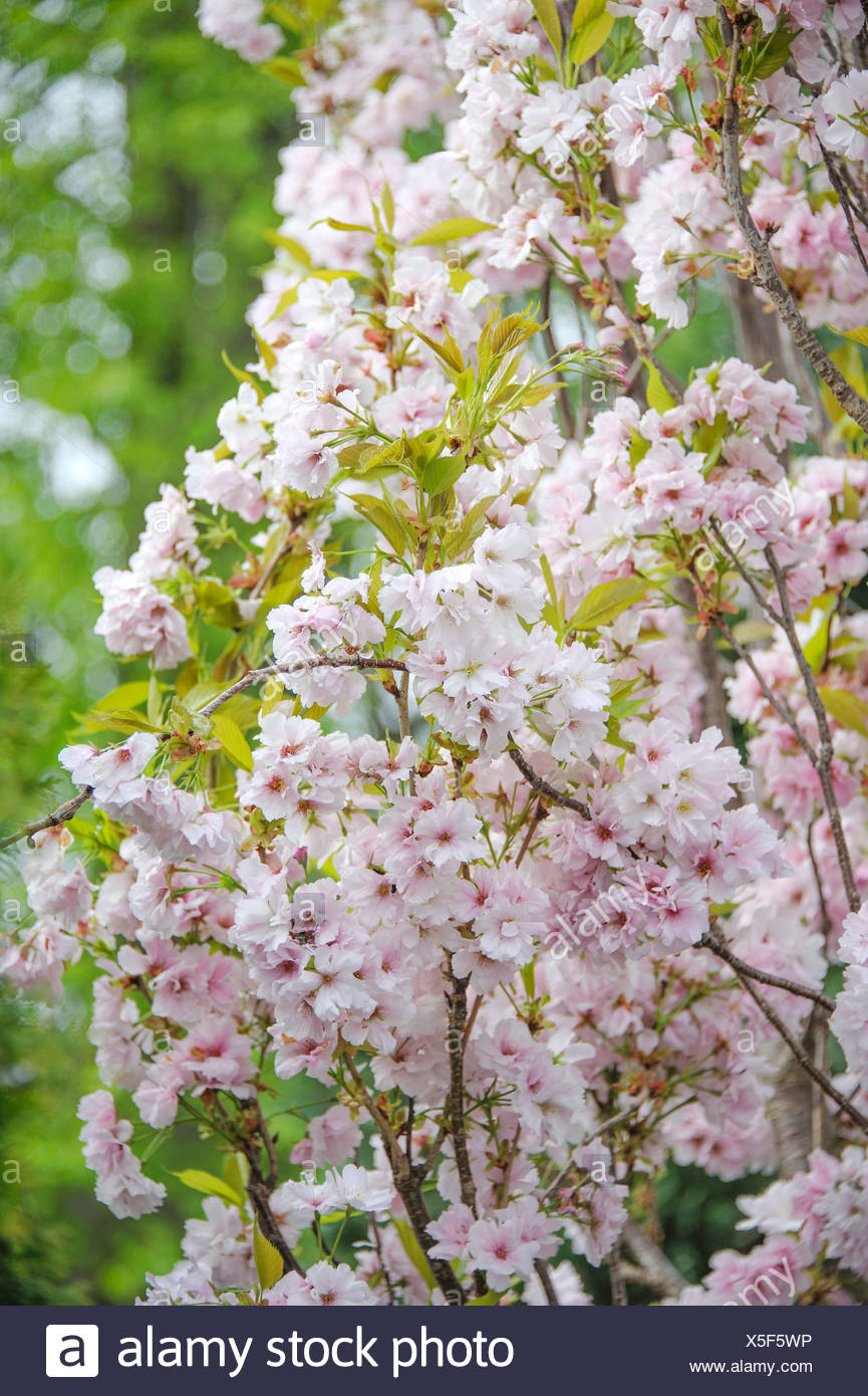 Flowering Cherry Tree Prunus Amanogawa High Resolution Stock ...