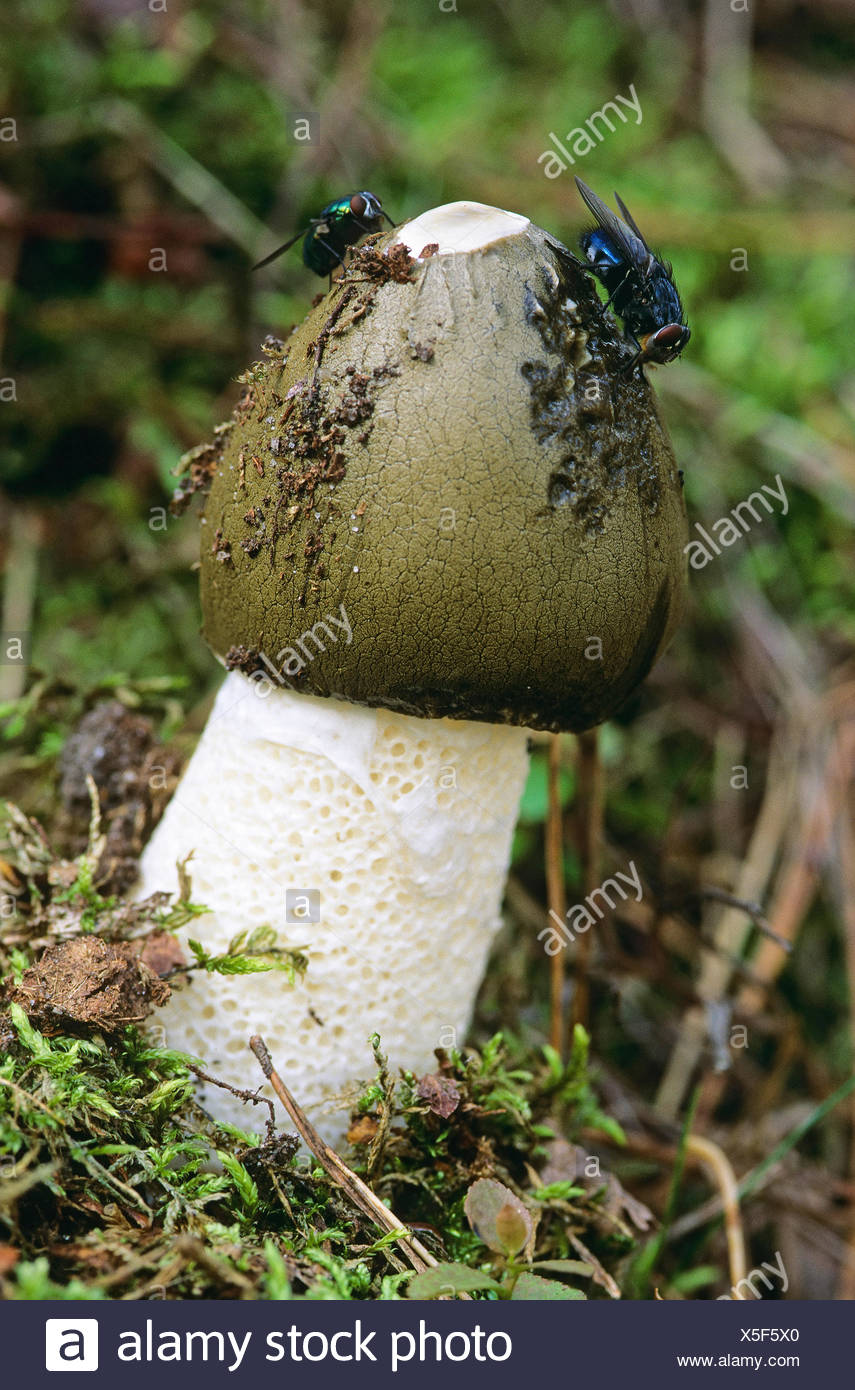 Stink Plants High Resolution Stock Photography and Images - Alamy