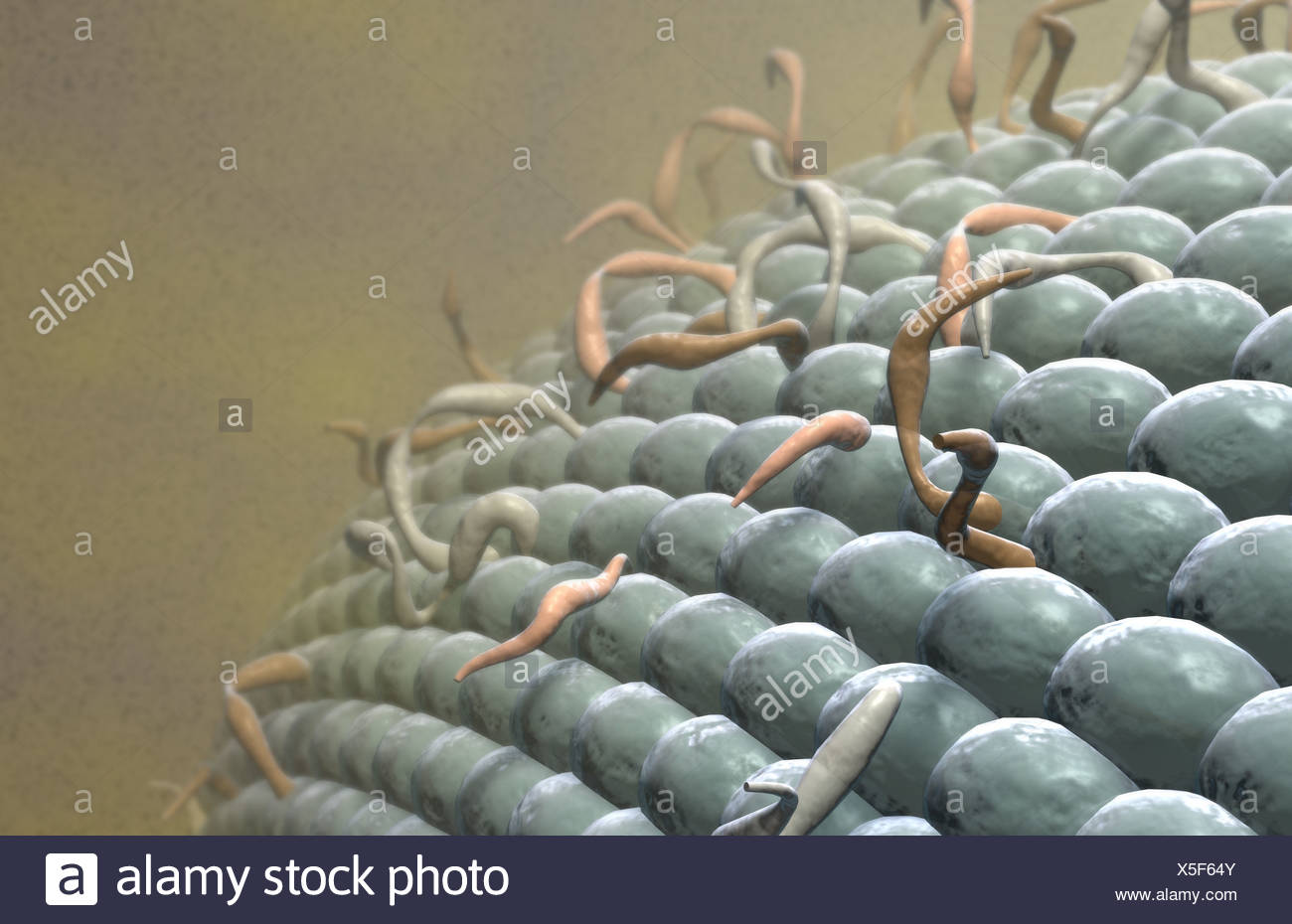 Lipid Bilayer Membrane High Resolution Stock Photography and Images - Alamy