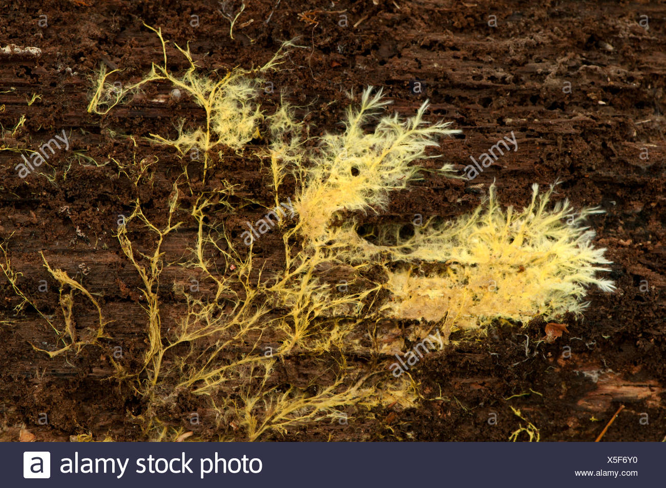 Fungus Hyphae Stock Photos & Fungus Hyphae Stock Images - Alamy