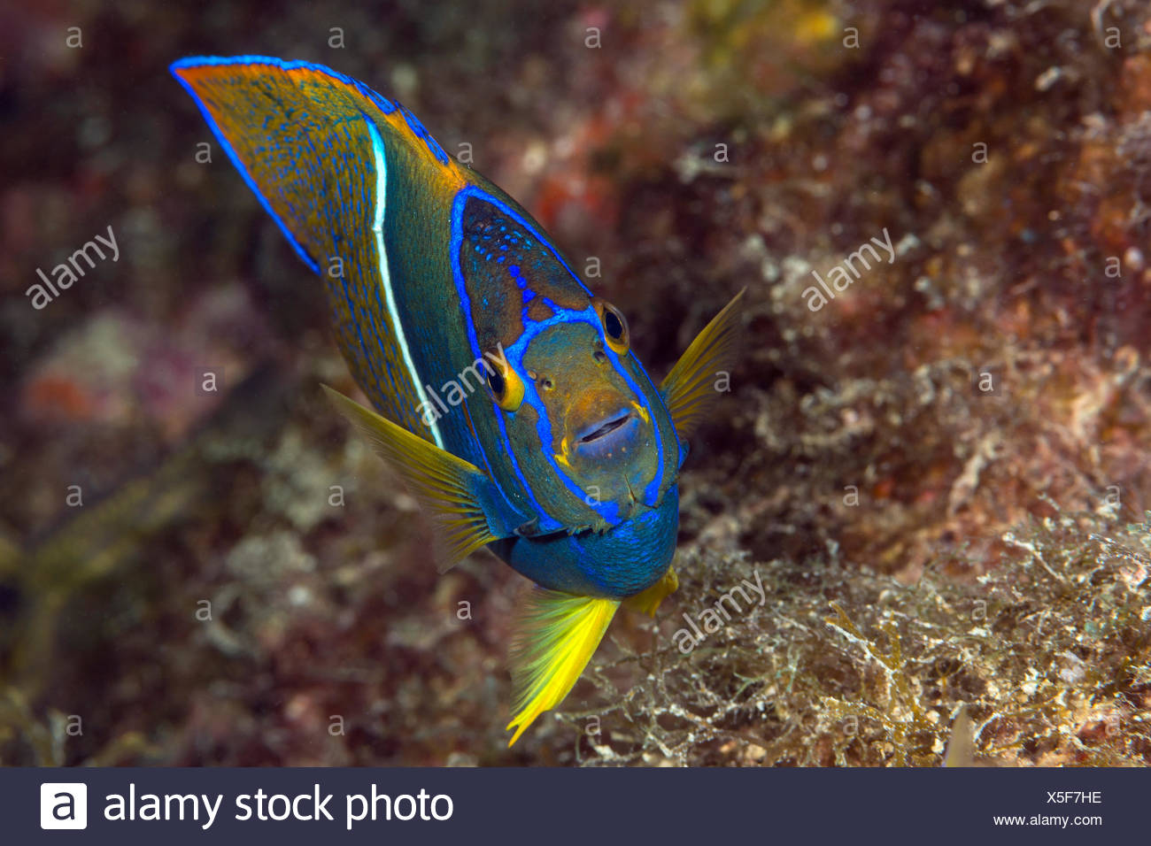 Underwater Angelfish High Resolution Stock Photography and Images - Alamy