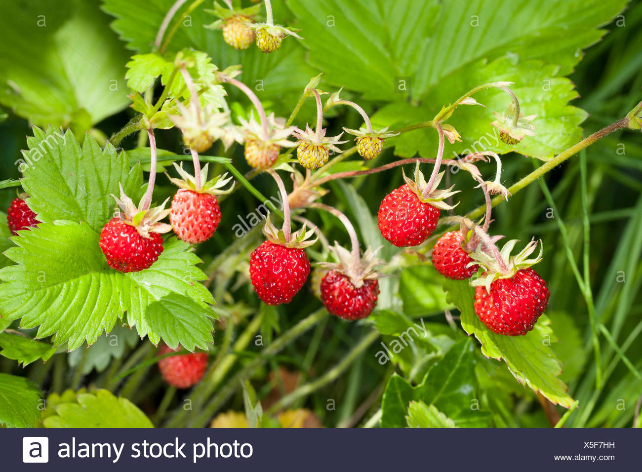 Woodland Fruits High Resolution Stock Photography and Images - Alamy