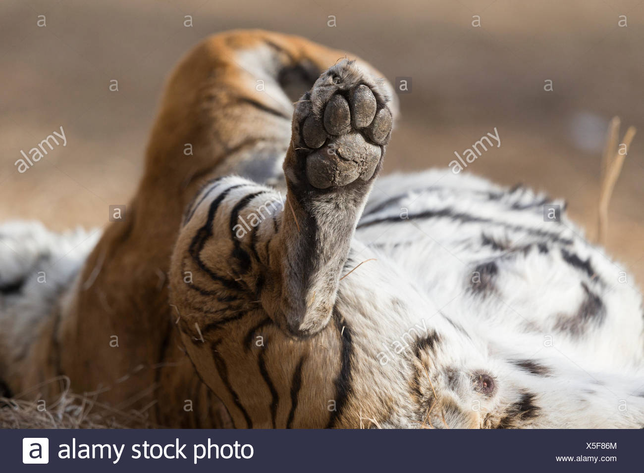 Sole Of Foot High Resolution Stock Photography and Images - Alamy