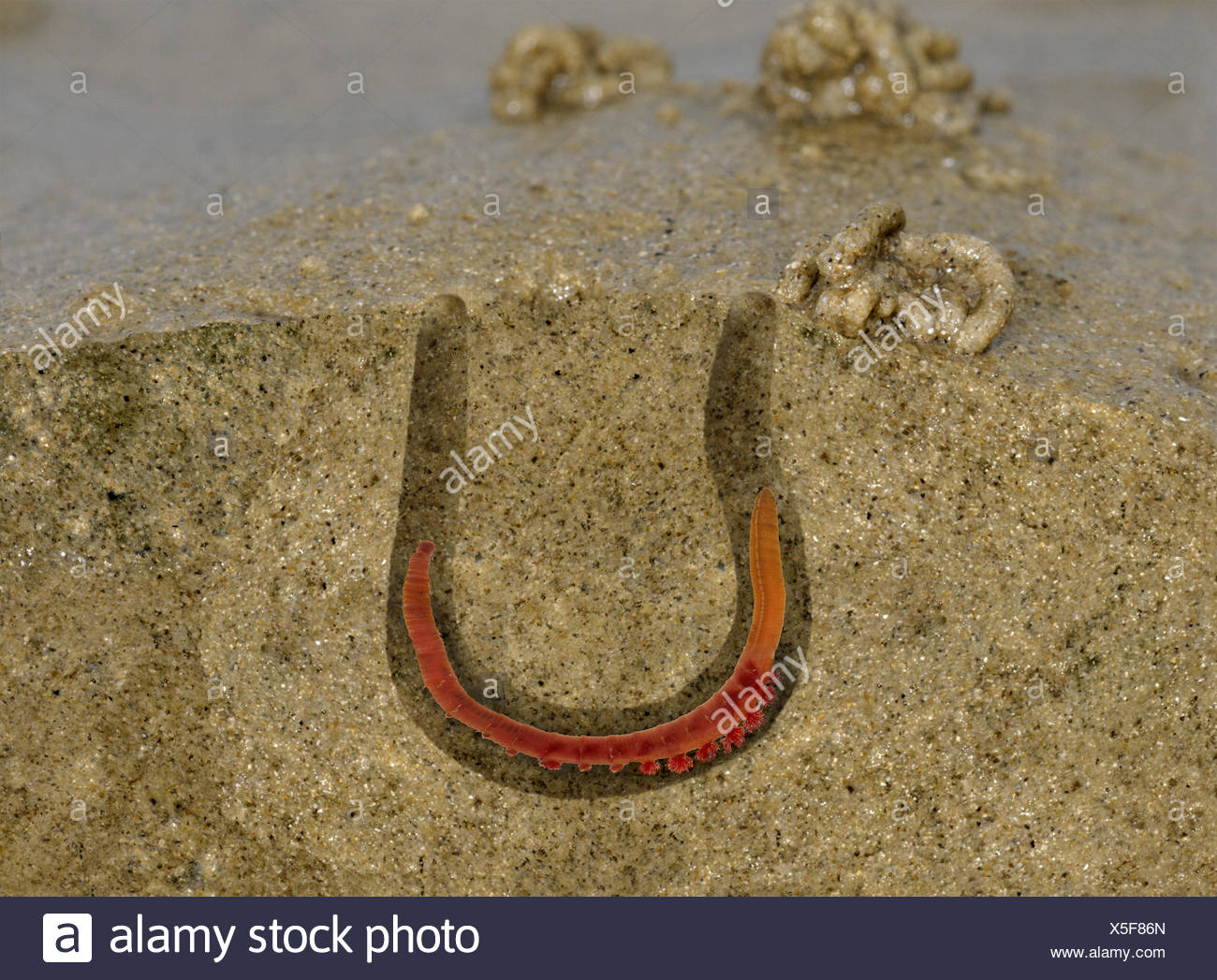 Arenicola Marina High Resolution Stock Photography and Images - Alamy