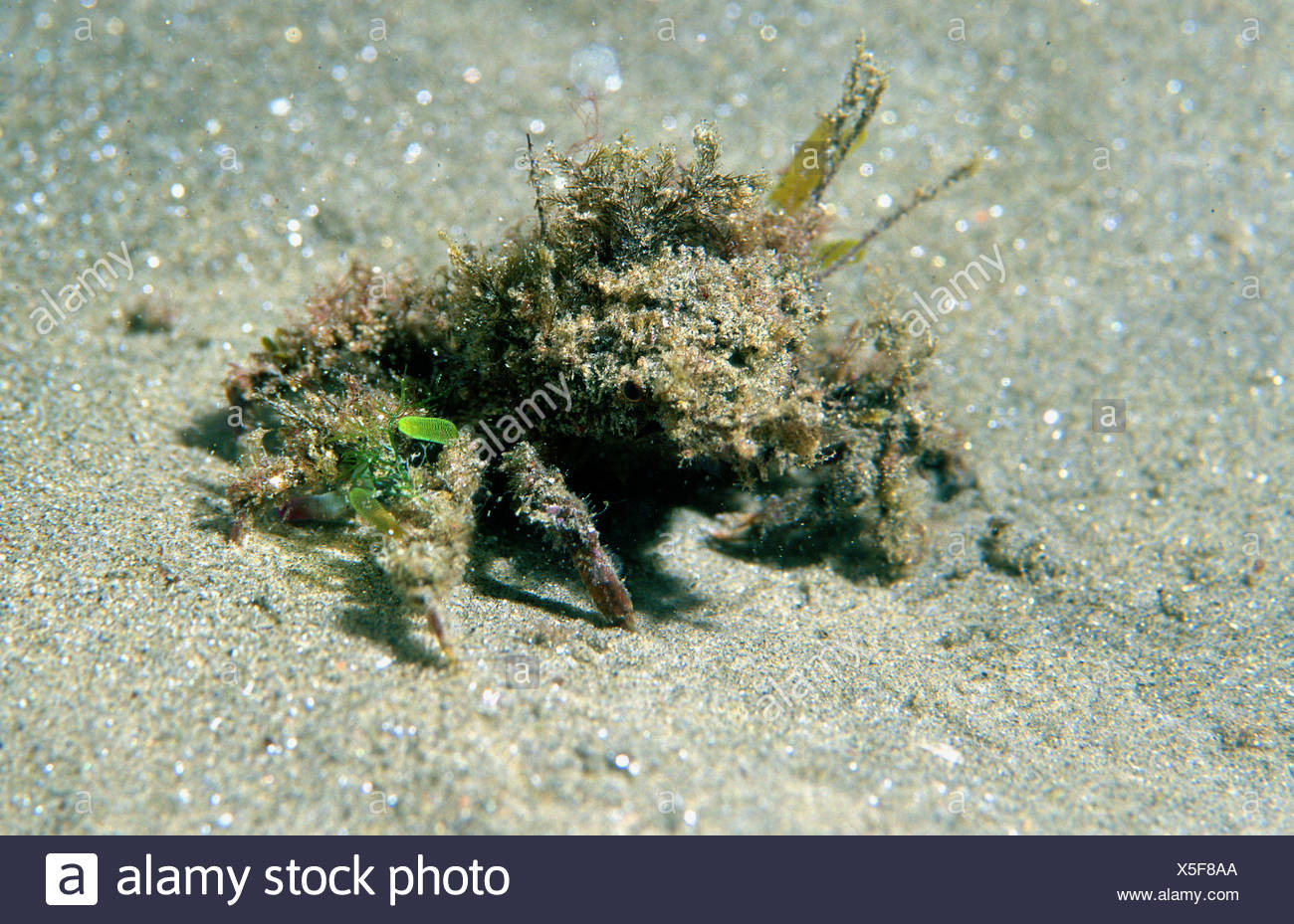 Pisa Armata High Resolution Stock Photography and Images - Alamy