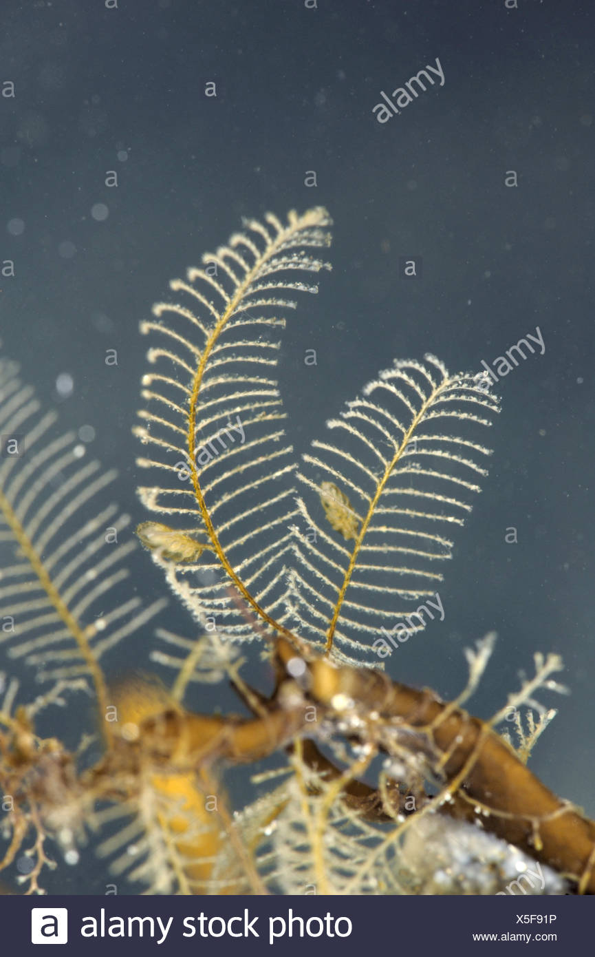 Aglaophenia High Resolution Stock Photography and Images - Alamy