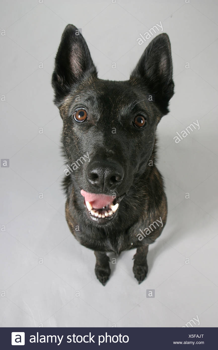 Dutch Herder High Resolution Stock Photography and Images - Alamy