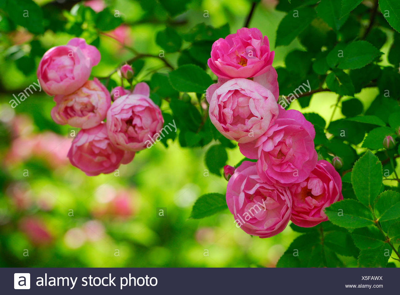 Climbing Rose High Resolution Stock Photography and Images - Alamy