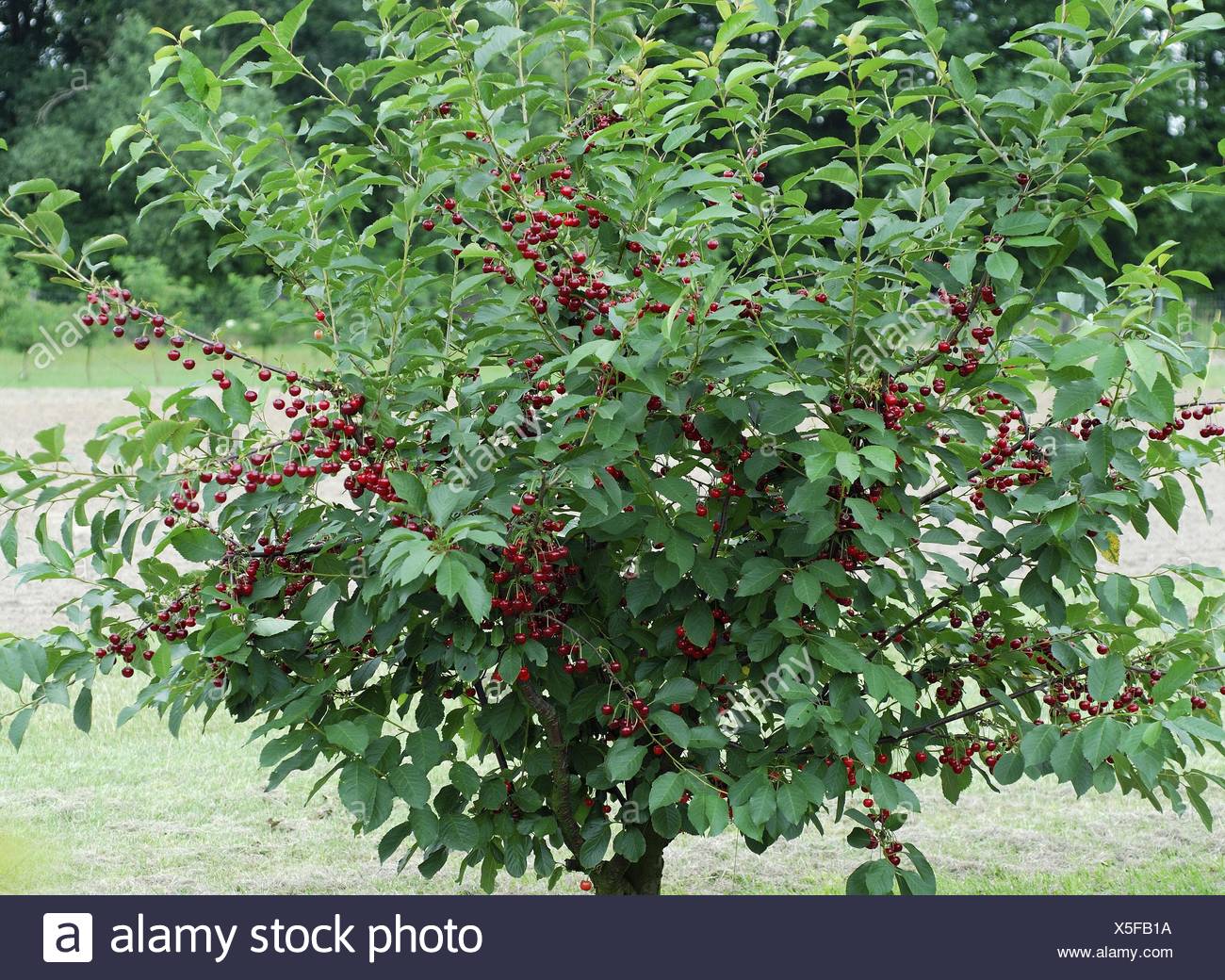Morello Cherries Fruit Sour Stock Photos & Morello Cherries Fruit Sour ...