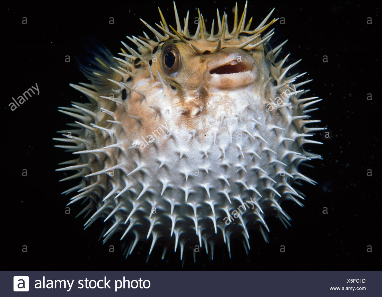 Balloonfish High Resolution Stock Photography and Images - Alamy