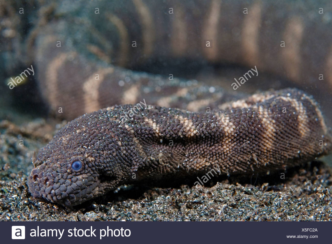 Marine File Snake High Resolution Stock Photography and Images - Alamy