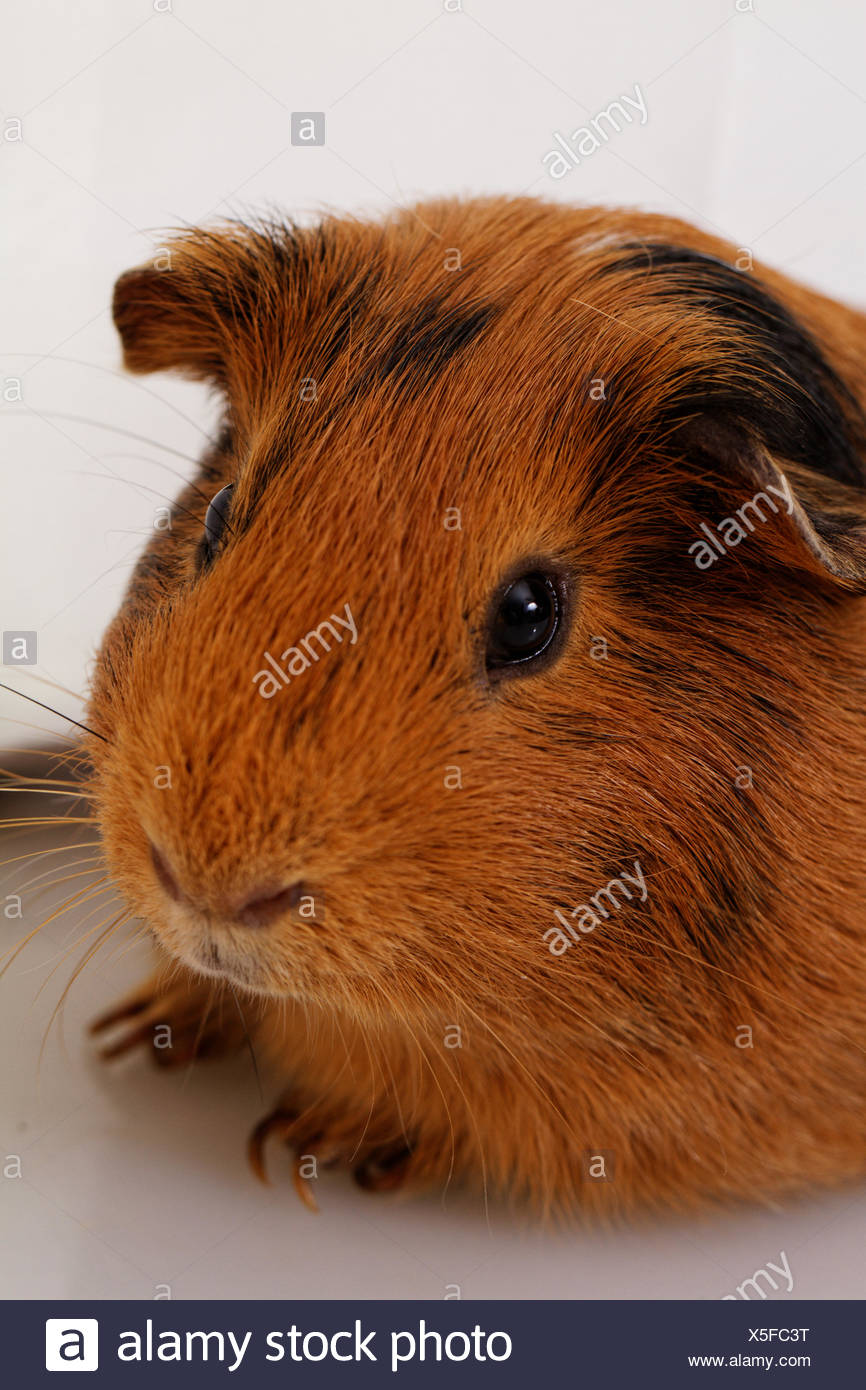 Wild Guinea Pig Stock Photos & Wild Guinea Pig Stock Images - Alamy