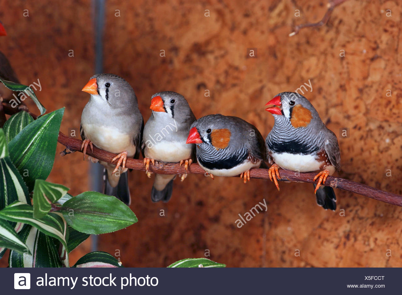 Zebra Fink High Resolution Stock Photography and Images - Alamy