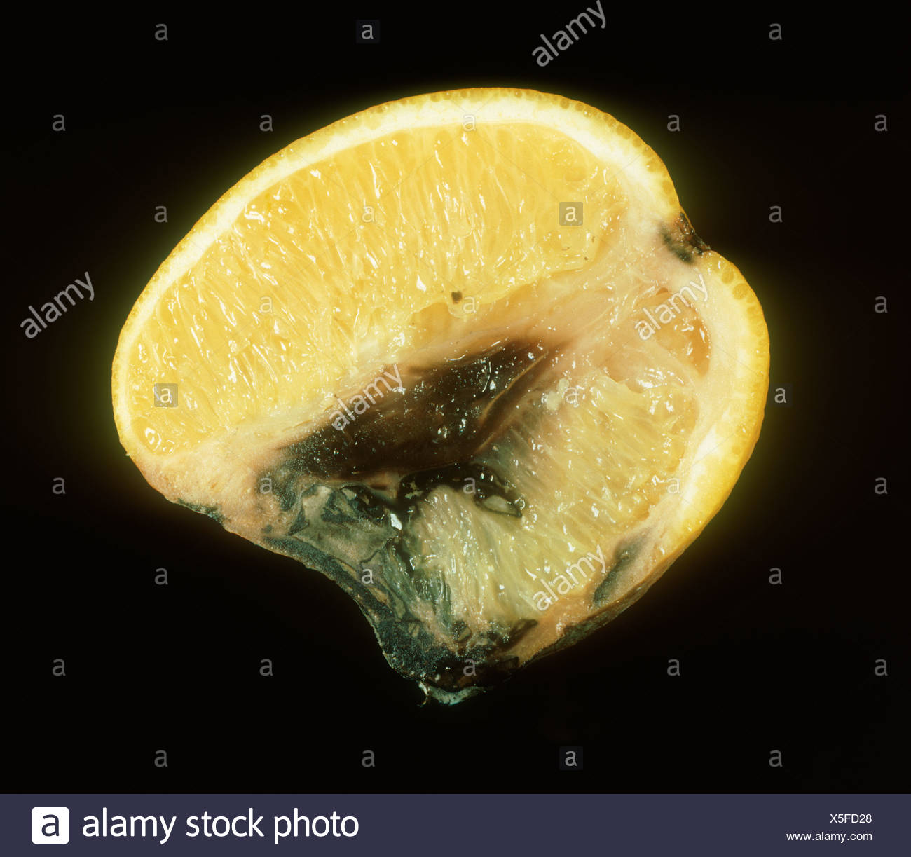 Citri High Resolution Stock Photography and Images - Alamy