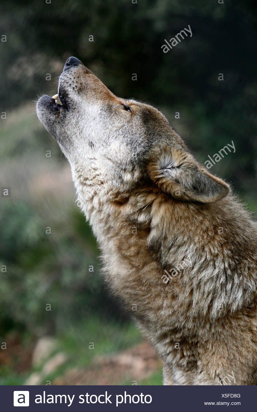 Howling Wolf High Resolution Stock Photography and Images - Alamy