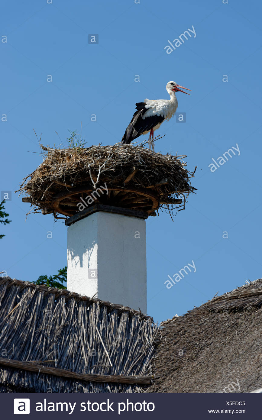 Stork Nest Chimney High Resolution Stock Photography and Images - Alamy