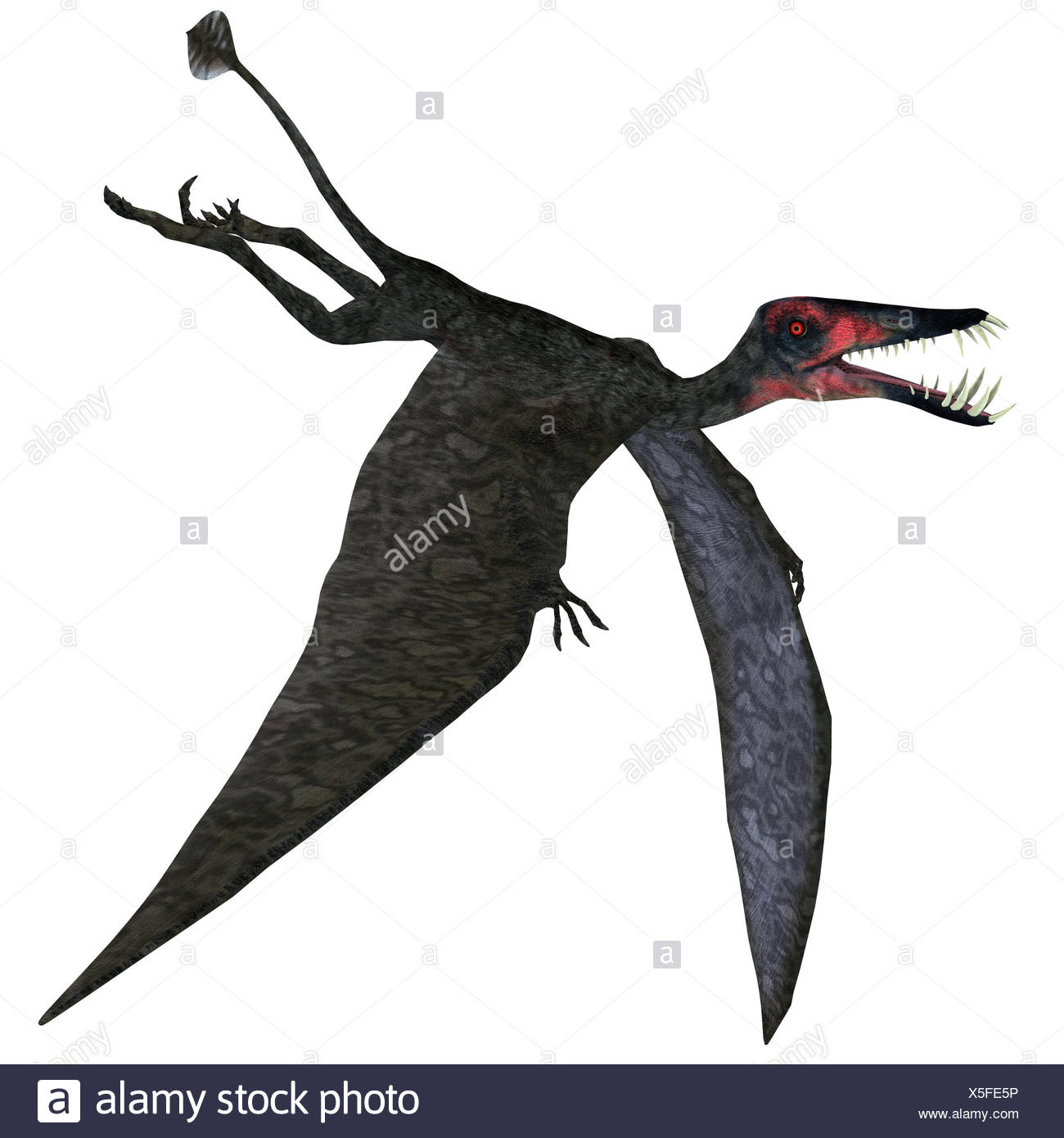 Mesozoic Bird High Resolution Stock Photography and Images - Alamy