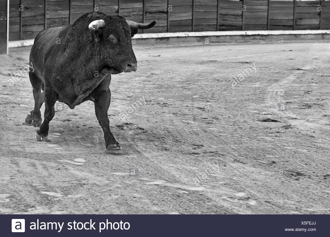 Bullfighting Black and White Stock Photos & Images - Alamy